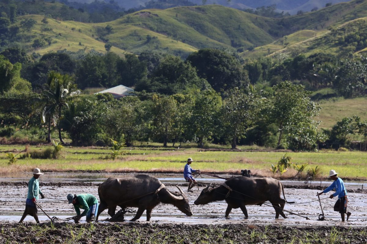 Restoring damaged land key to climate, biodiversity goals | Catholic ...
