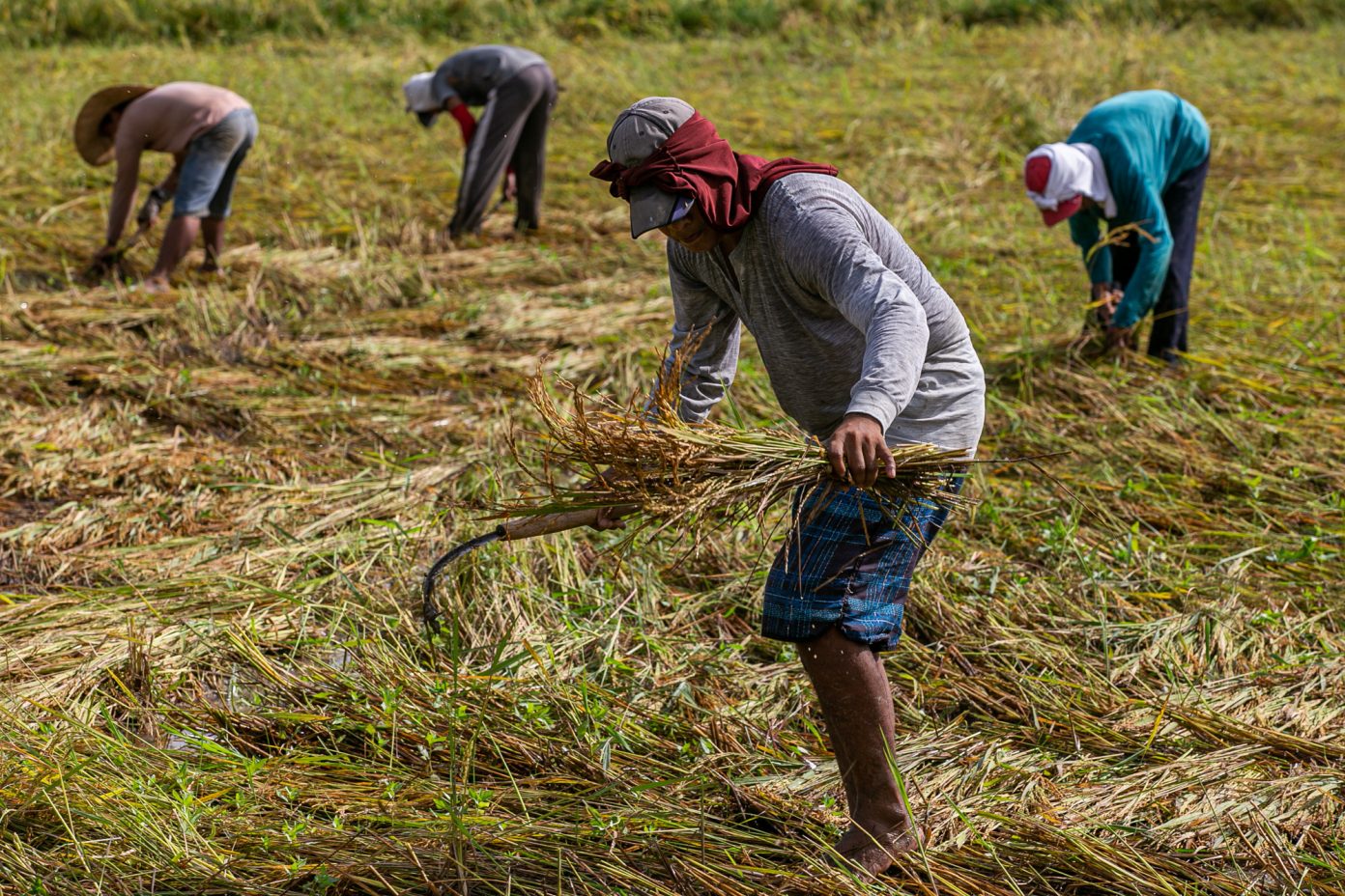 Planting rice not anymore fun for Filipino farmers due to disasters ...
