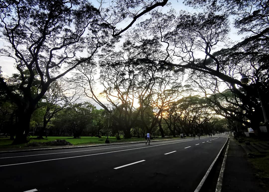 Homage to the acacia trees | Catholic News Philippines | LiCAS.news ...