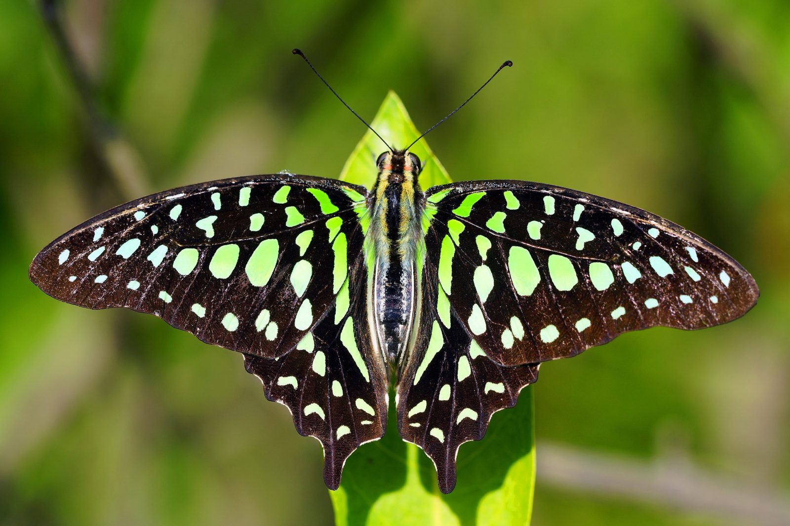 The butterfly effect: tropical butterflies spread as monarchs dwindle ...