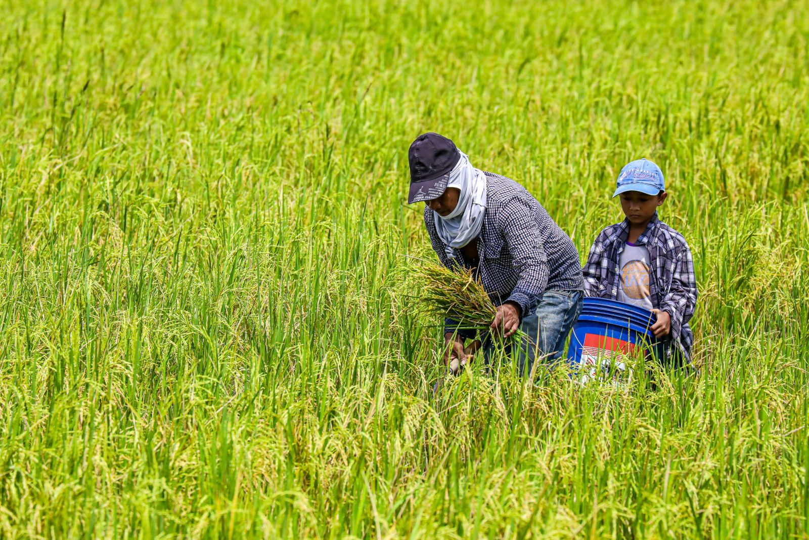 Obispo ng Puerto Princesa, tiniyak ang pag-agapay ng Simbahan sa ‘agri ...