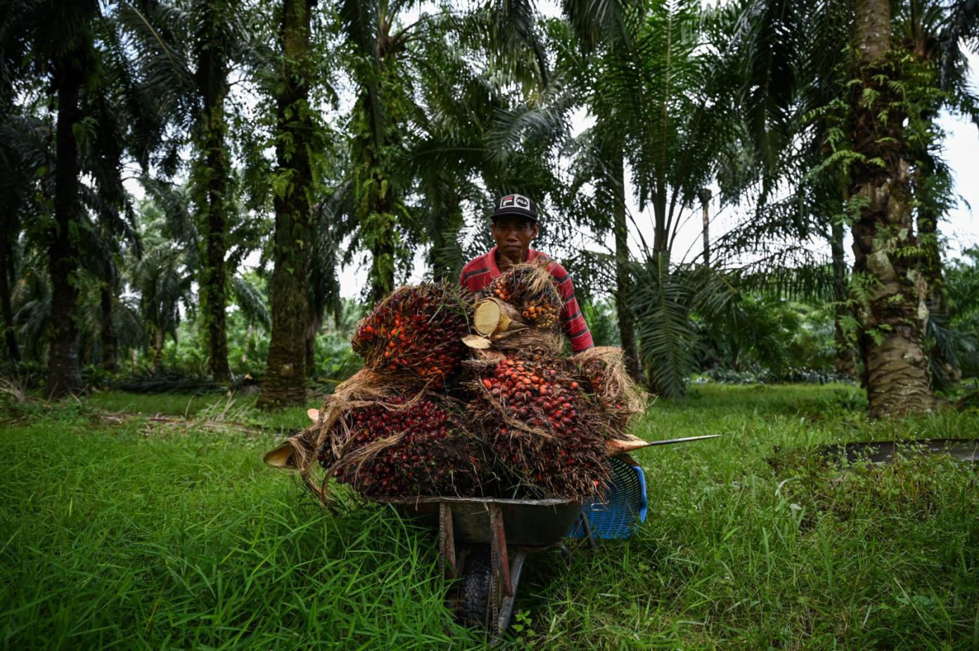 Bitter Harvest Malaysian Palm Oil Farmers Face Labor Crunch Catholic