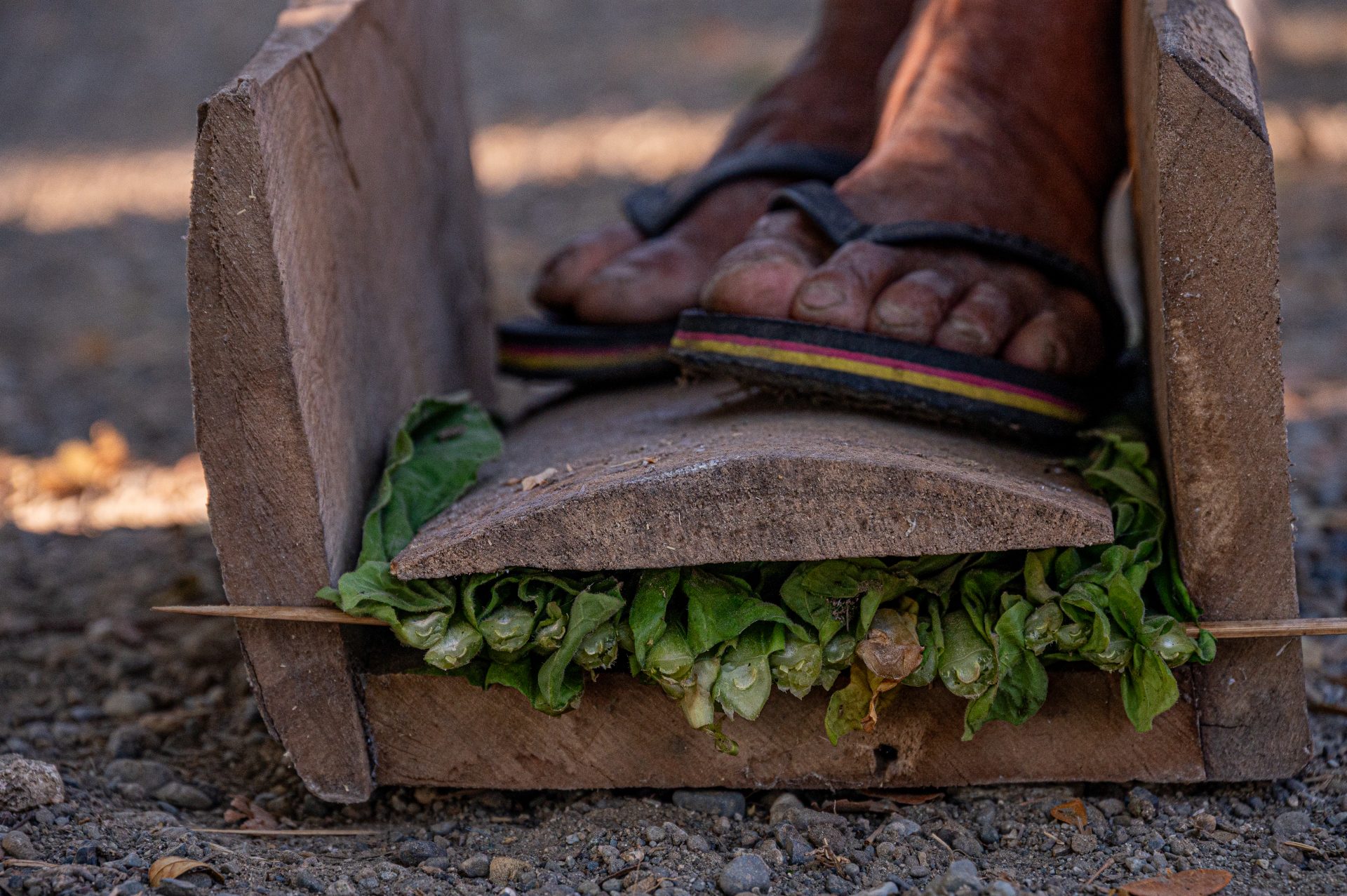 IN PHOTOS: A thirsty struggle | Plight of tobacco farmers in northern ...