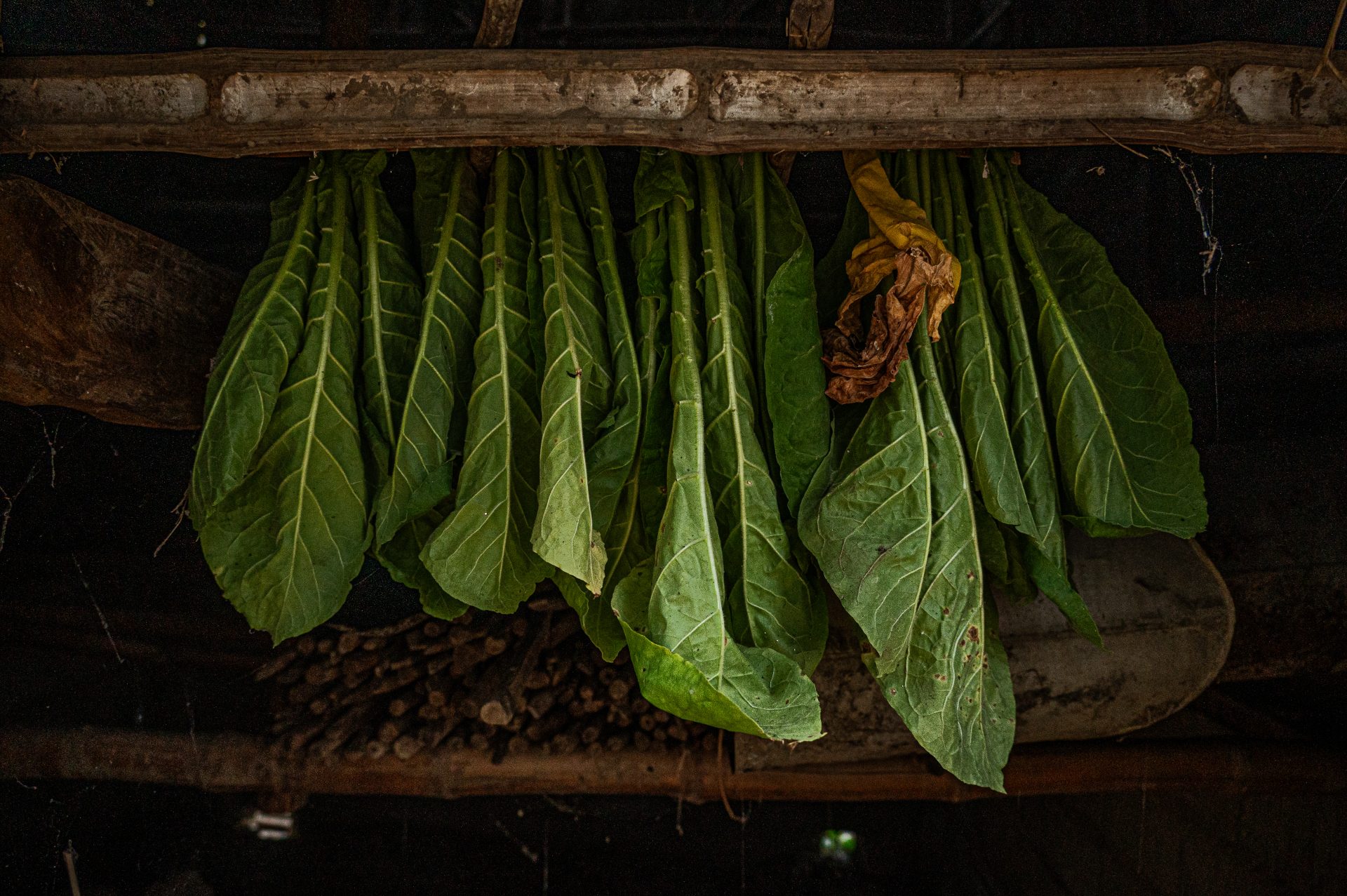 IN PHOTOS: A thirsty struggle | Plight of tobacco farmers in northern ...